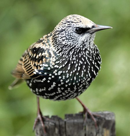 Cum citim Psalmii de blestem? – Chilia "Buna-Vestire"