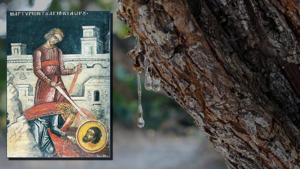 Minunea arborilor care „plâng” pentru uciderea Sfântului Mucenic Isidor ...