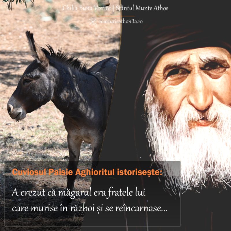 Cuviosul Paisie Aghioritul – A crezut că măgarul era fratele lui care ...