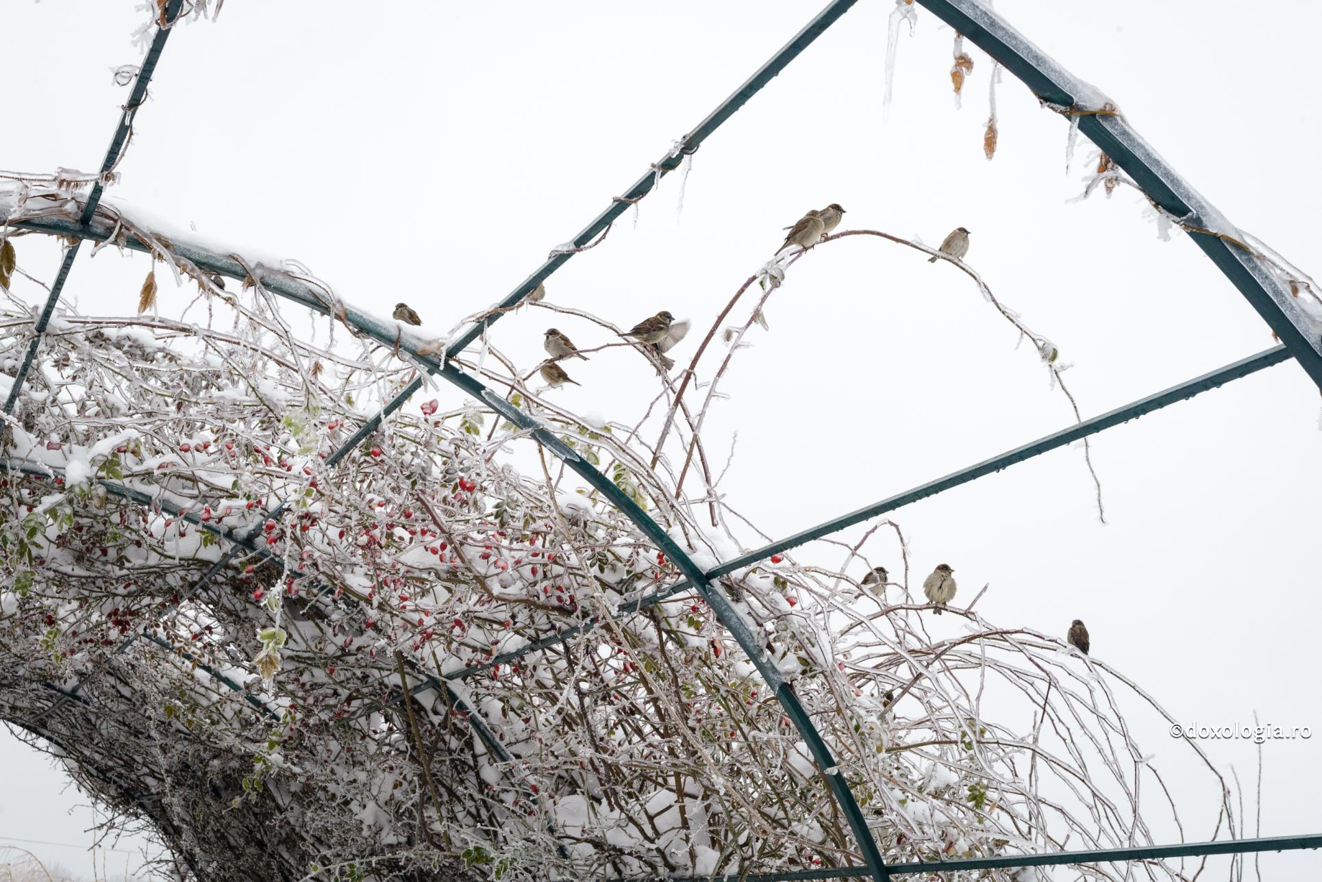 Minunea din ziua înmormântării Sfintei Olga din Alaska - Chilia "Buna ...